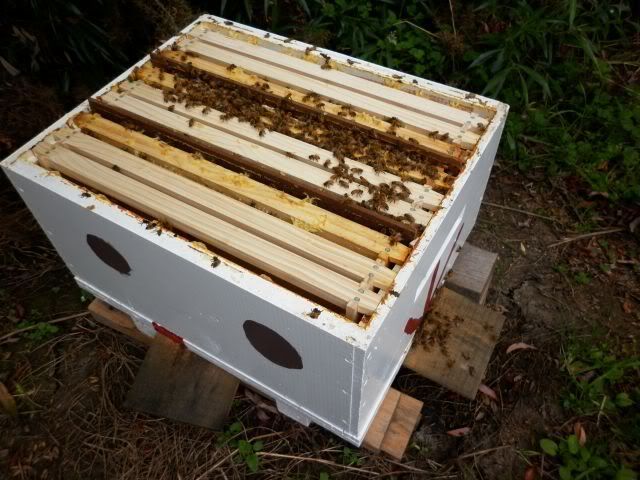 Mating nucs on a large scale | Beesource Beekeeping Forums